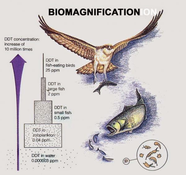Sarah Meets World: Biomagnification