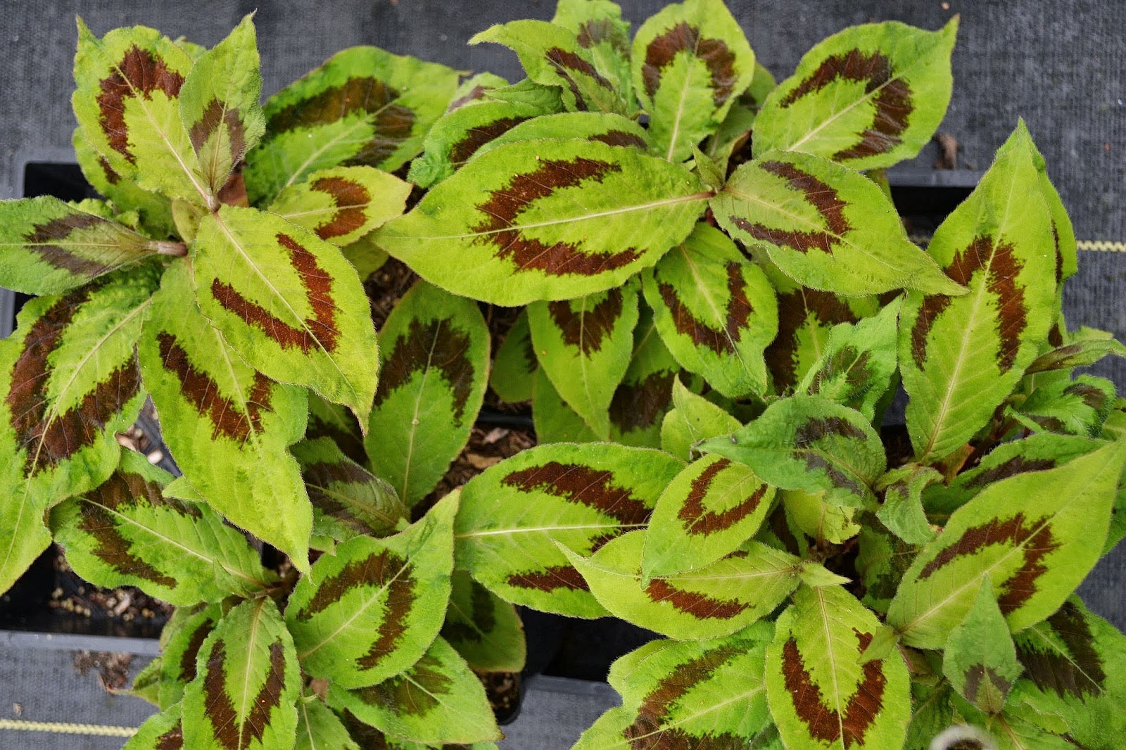 The Outlaw Gardener: Celestial Dream Gardens, Stop Four on our Kitsap ...