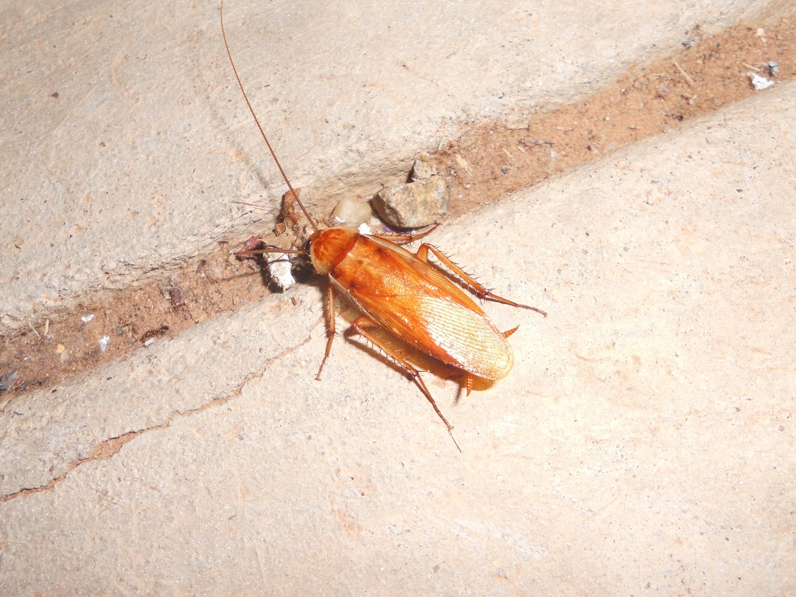 Prehistoric Beast of the Week: Field Work in New Mexico 2013
