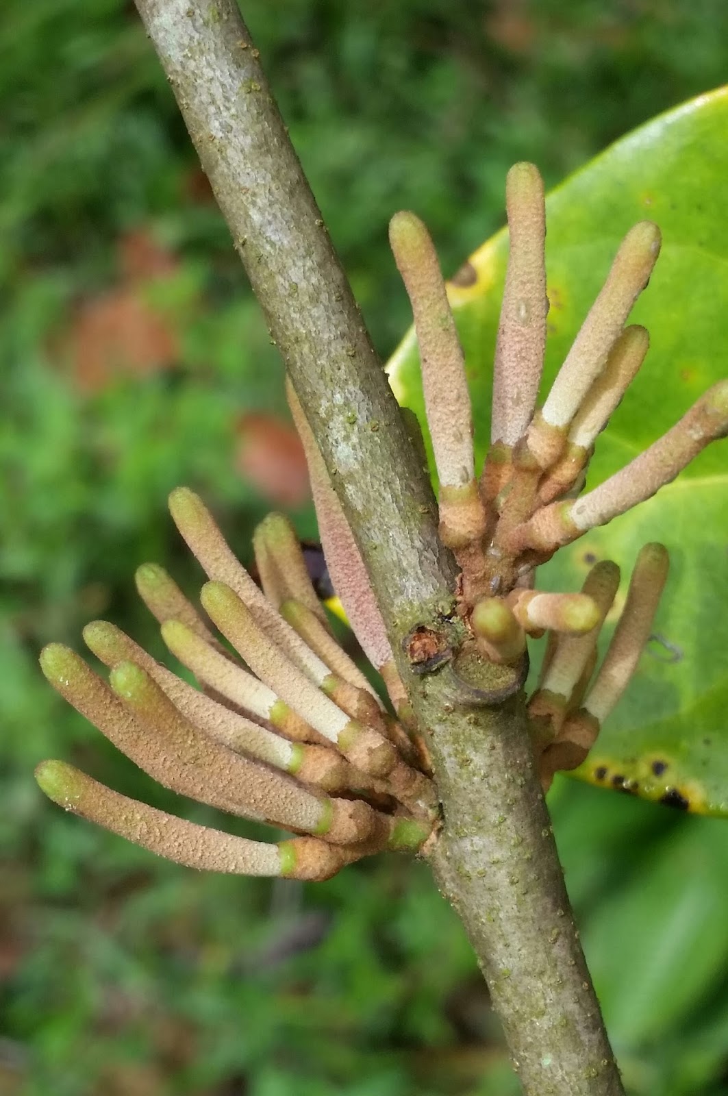 Warisan Petani: Pokok Dedalu
