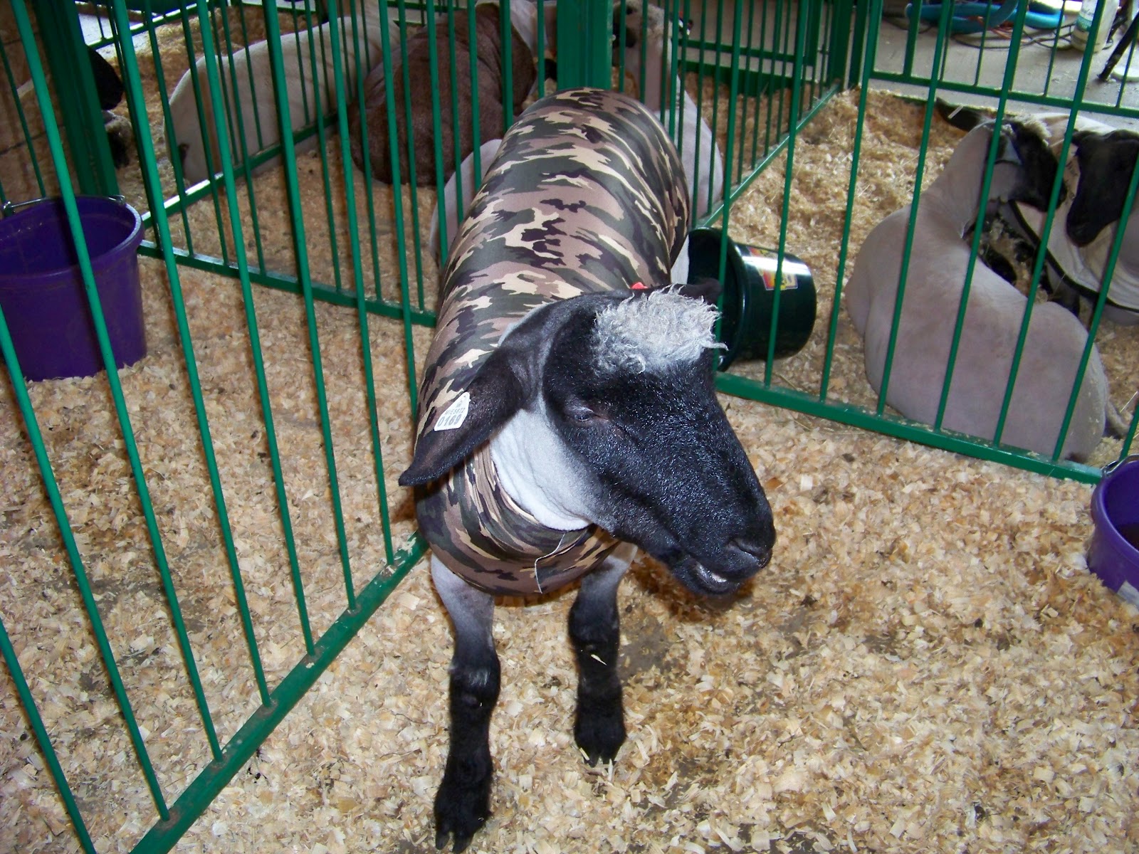 MAD Family Fun: Shear Fashion - poor sheep