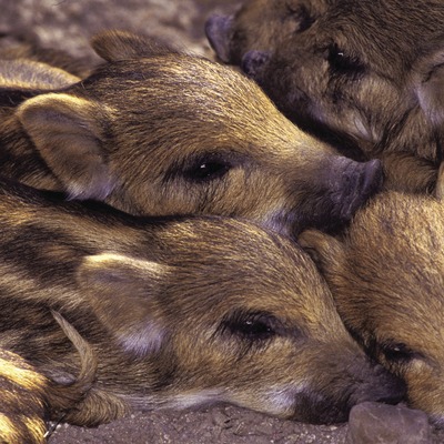 La fauna del Pirineu: El porc Senglar