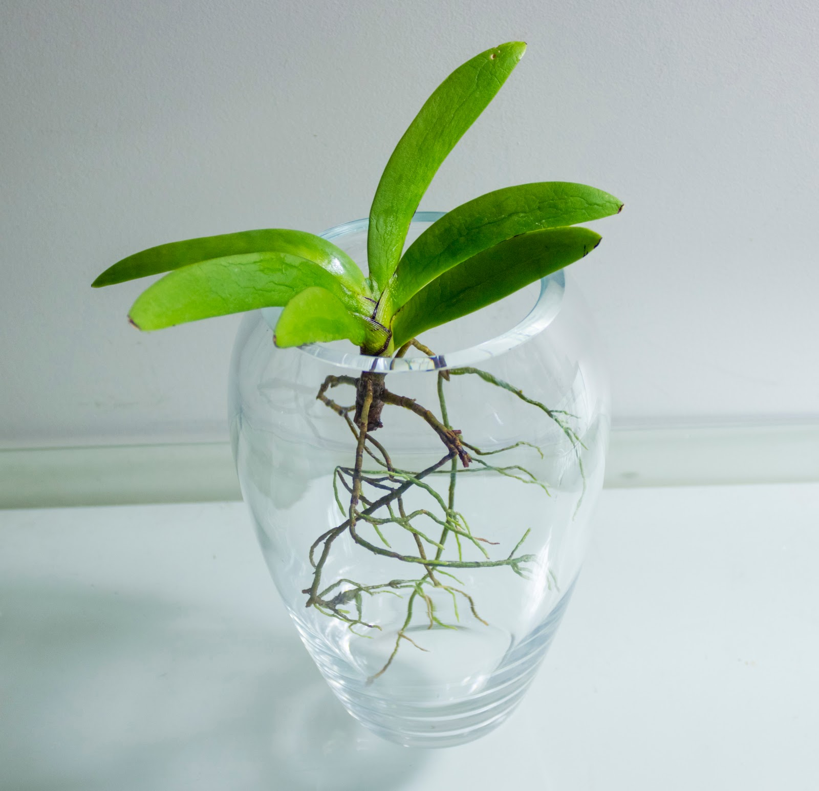 Maria's Orchids: New Leaf on Angraecum leonis