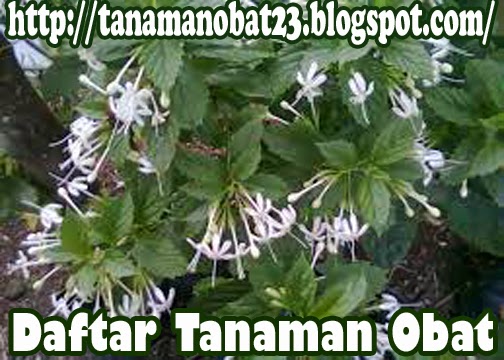 Tanaman Obat Kembang Bugang (Clerodentrum calamitosum L.)