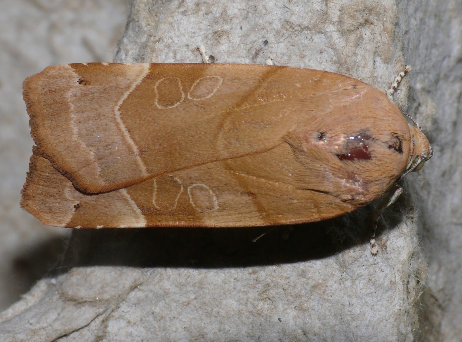 Doug Mackenzie Dodds - Images | The annual (post aestivation ...