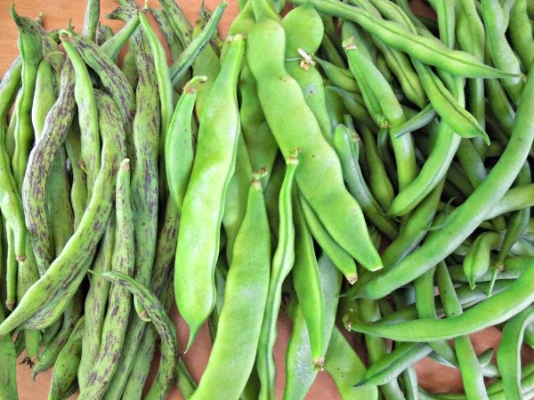 Sue's in the Garden Growing the Groceries: 3-Bean-Medley