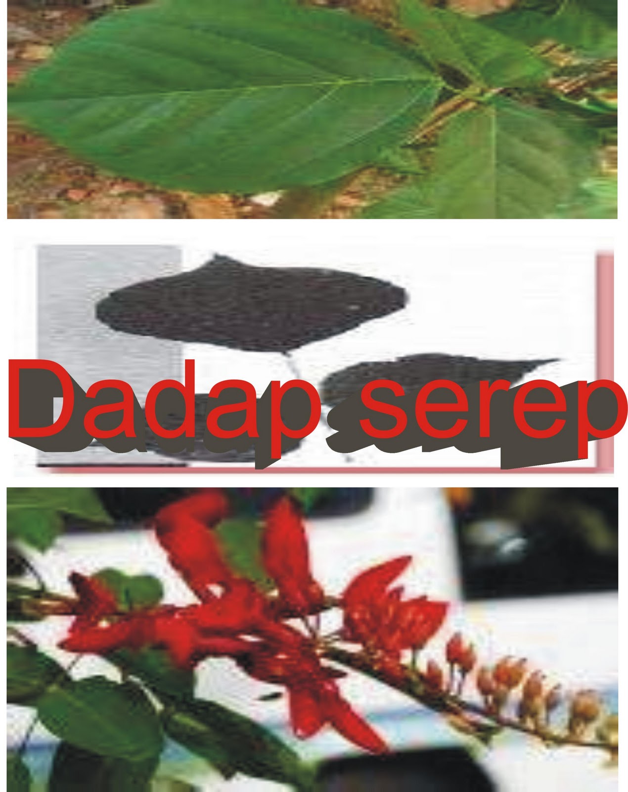 Overcome Disease: Dadap serep