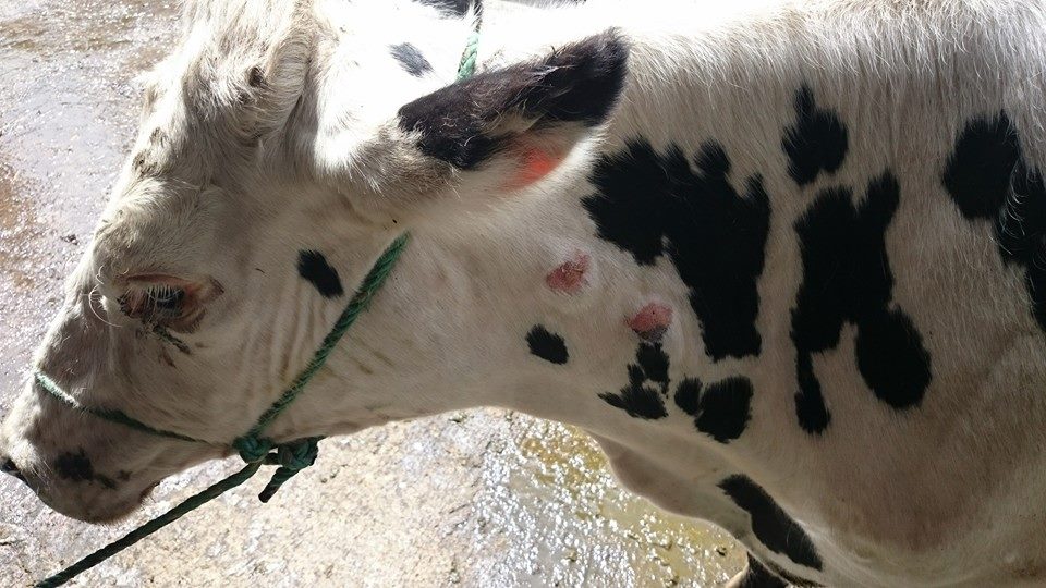 Tuberculosis bovina en el Ecuador