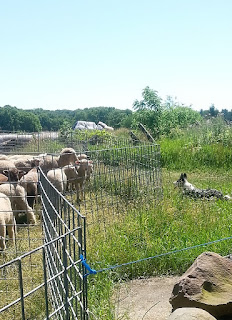 Raising Cinder, a Border Collie Puppy