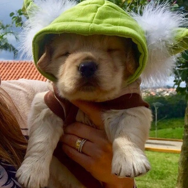 Golden Friend Forever: O Frio está chegando que cuidados devo tomar com ...