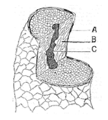 Estructura general del cabello