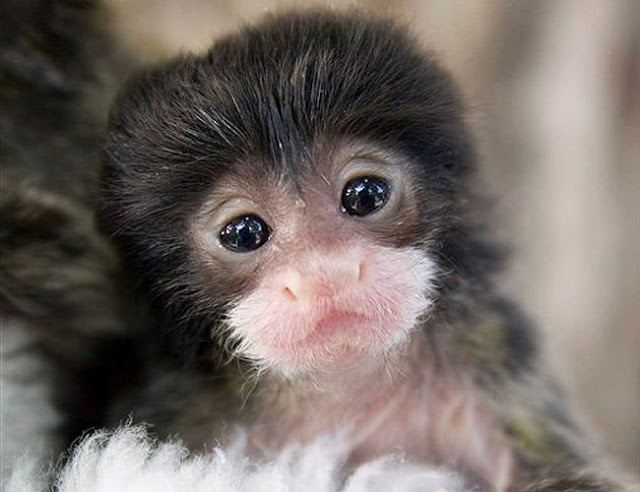 Meio Ambiente: Sagui