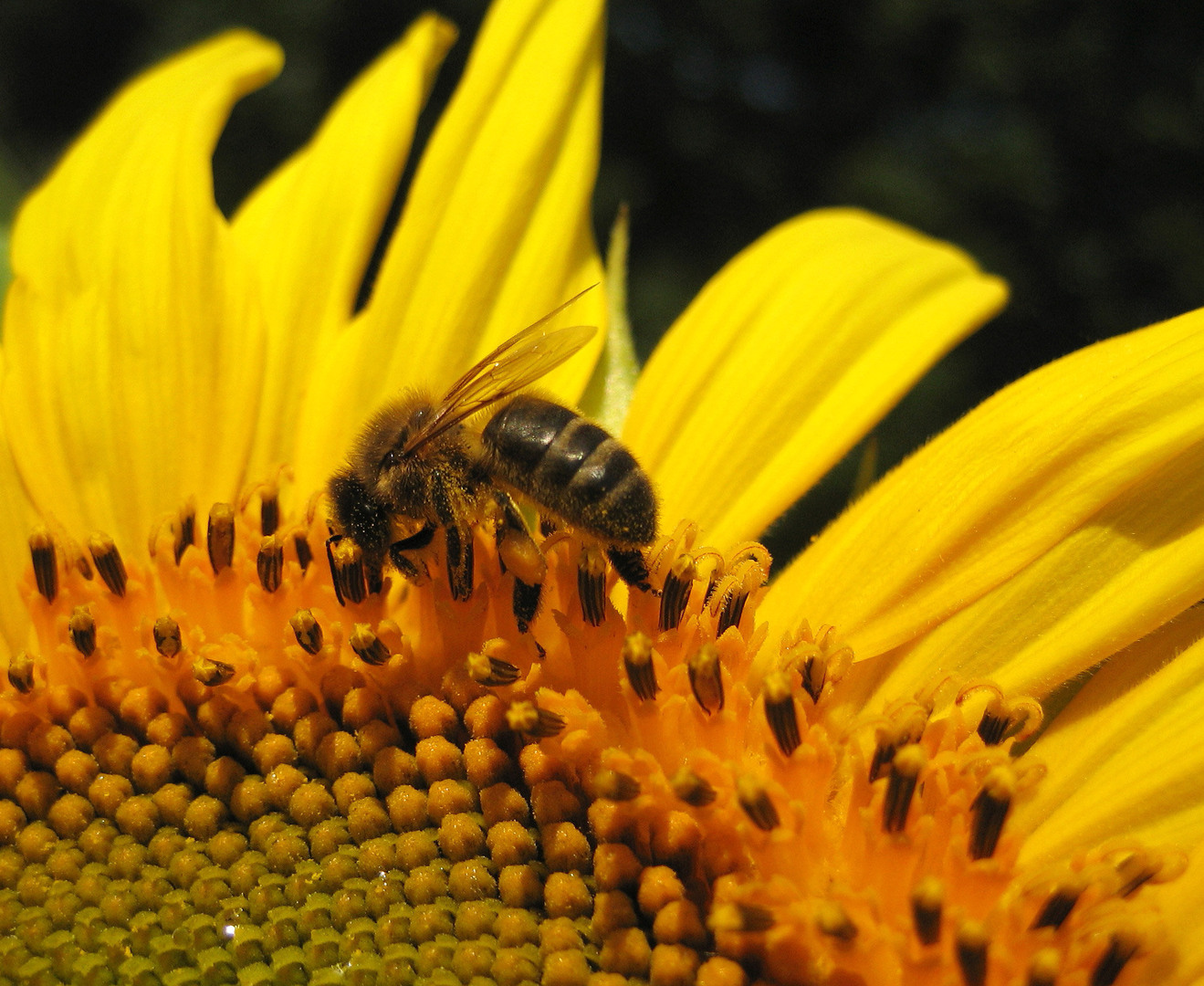 el blog de la lincesa: mayo 2013