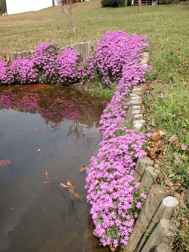 MARIETTE'S BACK TO BASICS: {Phlox Subulata - Creeping Phlox}