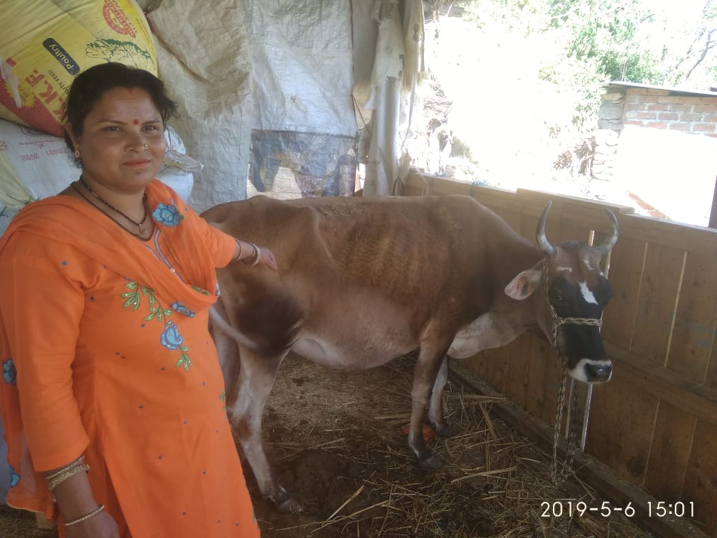 Pictures of Local Non descript pahari desi cow in the state of Himachal ...