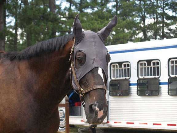 Liquid Titanium Therapeutic Horse Mask - Country Community