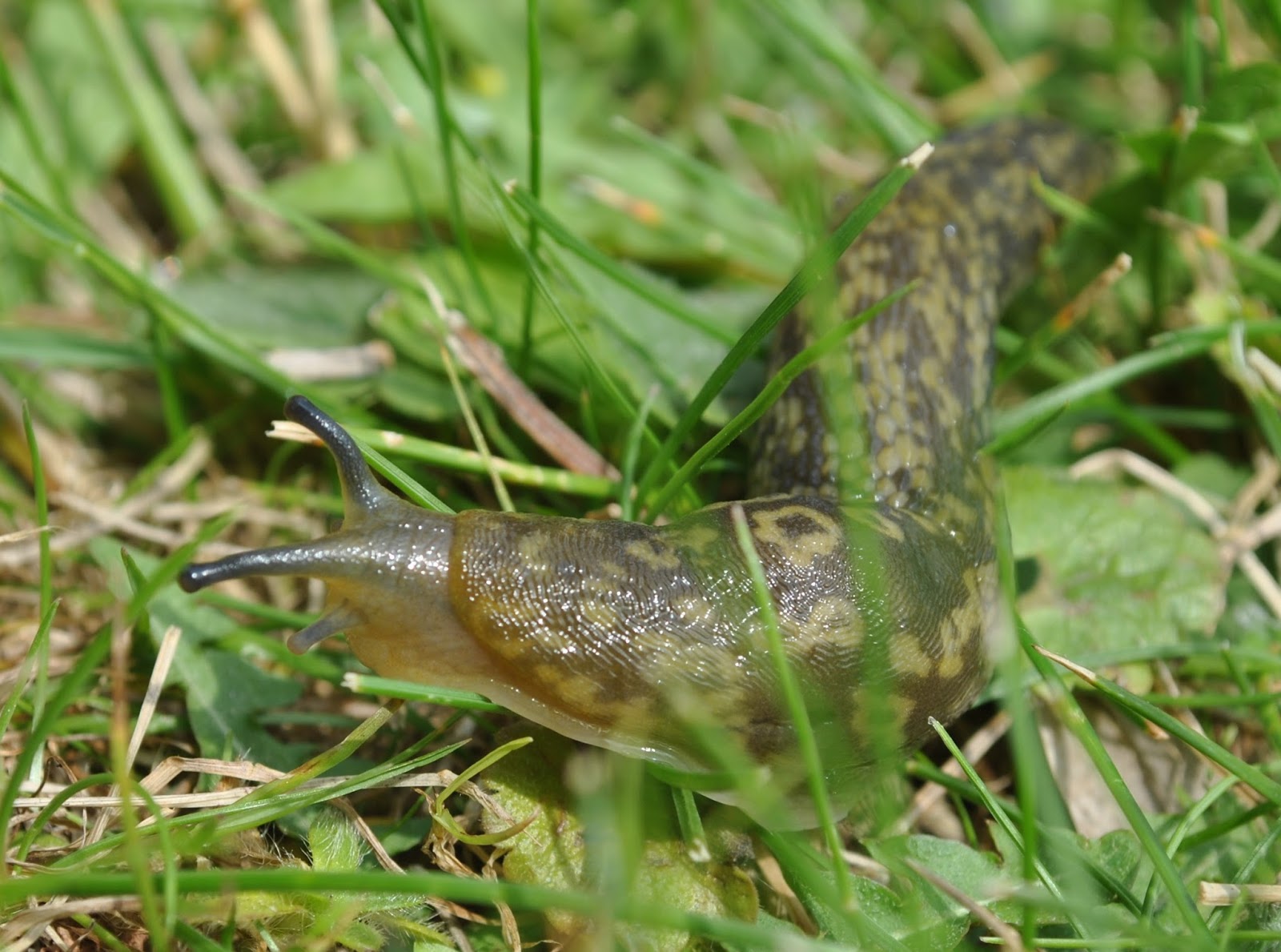 Bug Mad Girl: #30DaysWild day 29 - Feeling sluggish