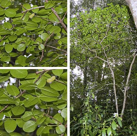 wild shores of singapore: Mandai mangrove madness: rare plants and big ...