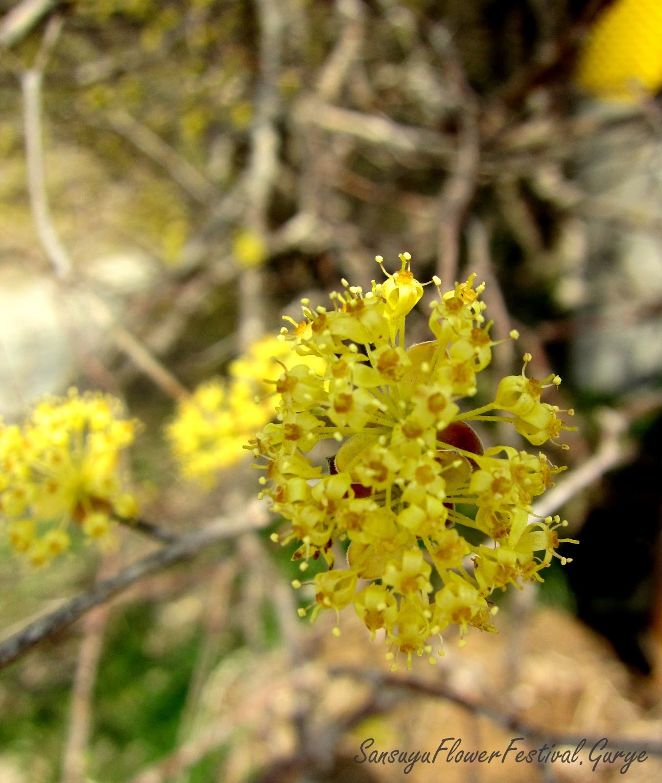 Sansuyu Flower Festival, Gurye - Footprints of Erica
