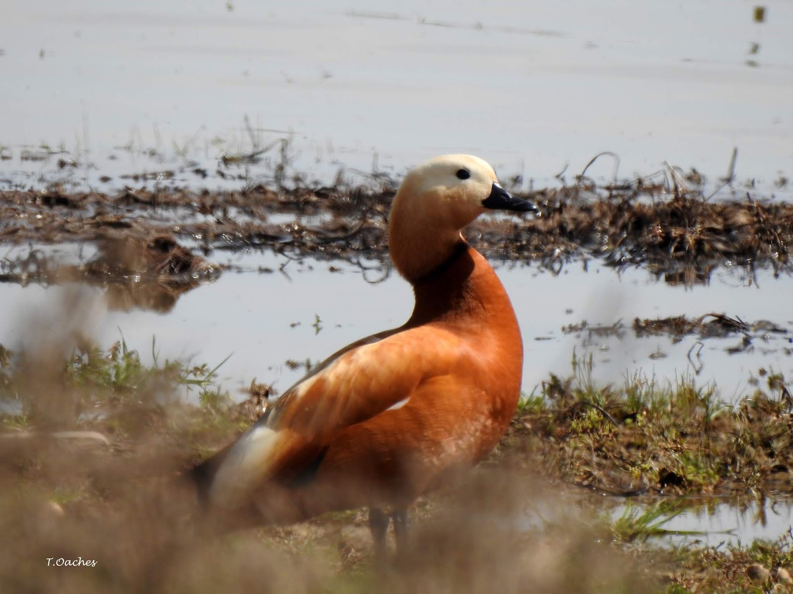 PASARI DIN ROMANIA: CALIFARUL ROSU, Tadorna ferruginea