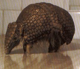 A Folhinha Rural Notícias: A HISTÓRIA DO “COCO” QUE VIROU “TATU”, OU O ...