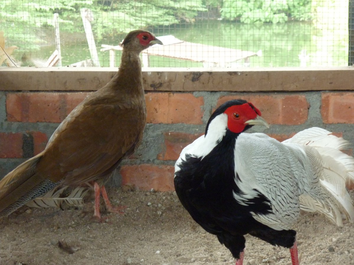 MasiranFarm - angsa, ayam mutiara & ayam belanda: Pasangan Burung Kuang ...