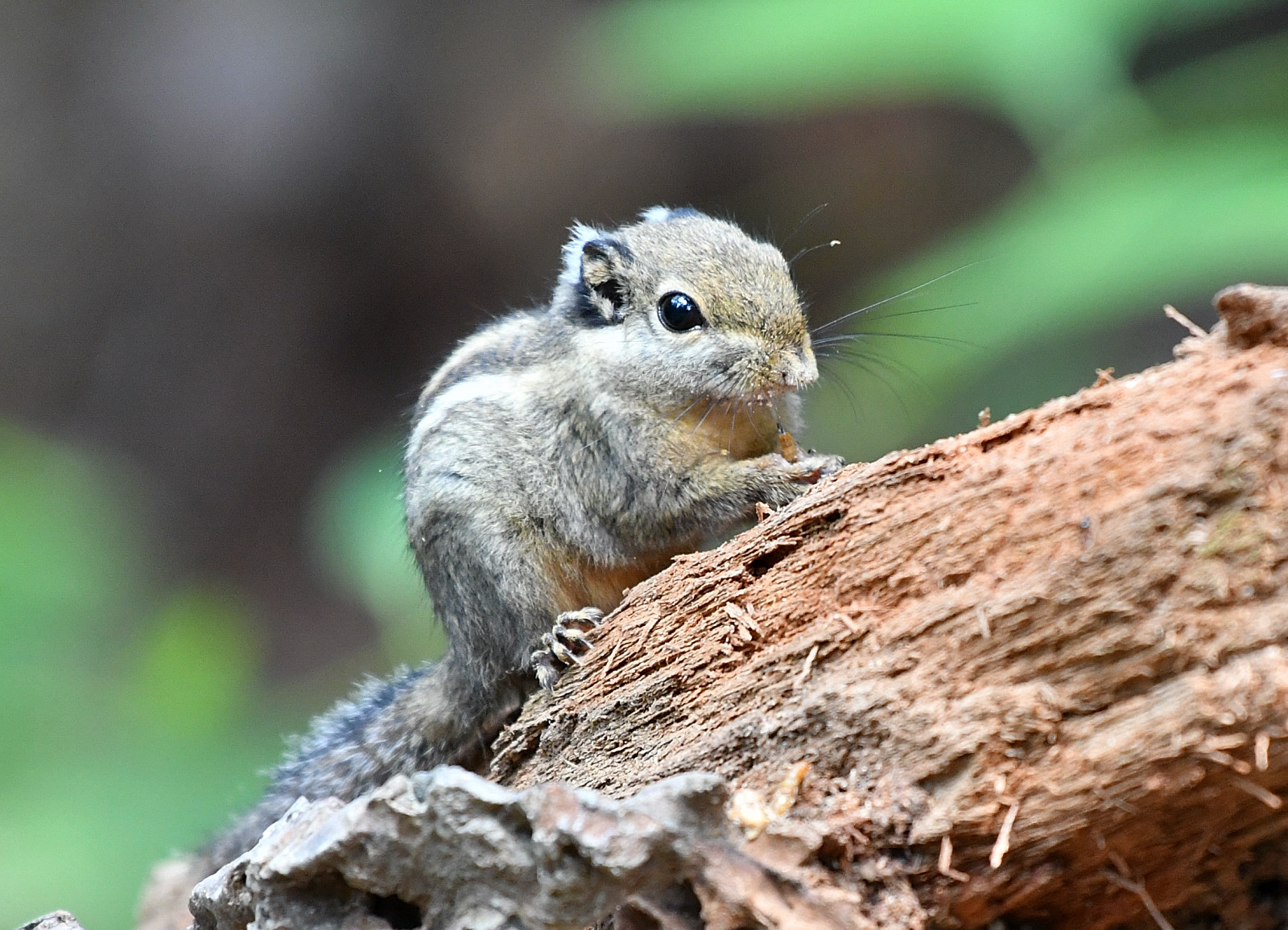 The Life Journey in Photography: Himalayan Striped Squirrel @ Berjaya ...