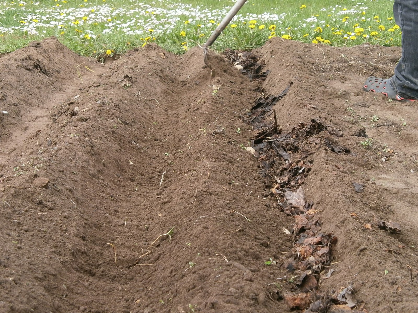 Kodumees aias, majas, suvilas ja kodus - see on elustiil: Kartulid ...