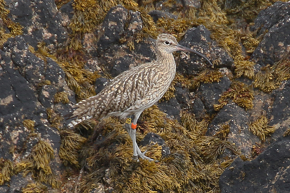 Numerous Notable Numenius - Curlew Country