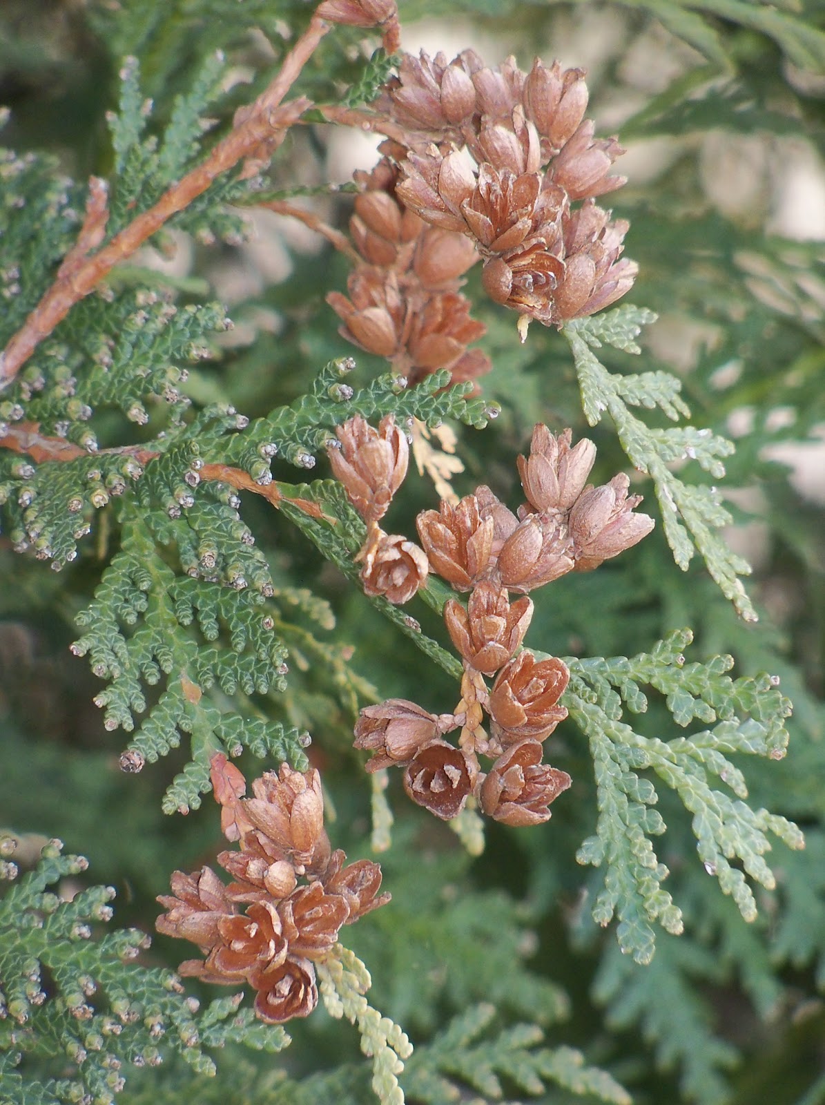 Plant Journeys: Thuja Occidentalis Snapshots