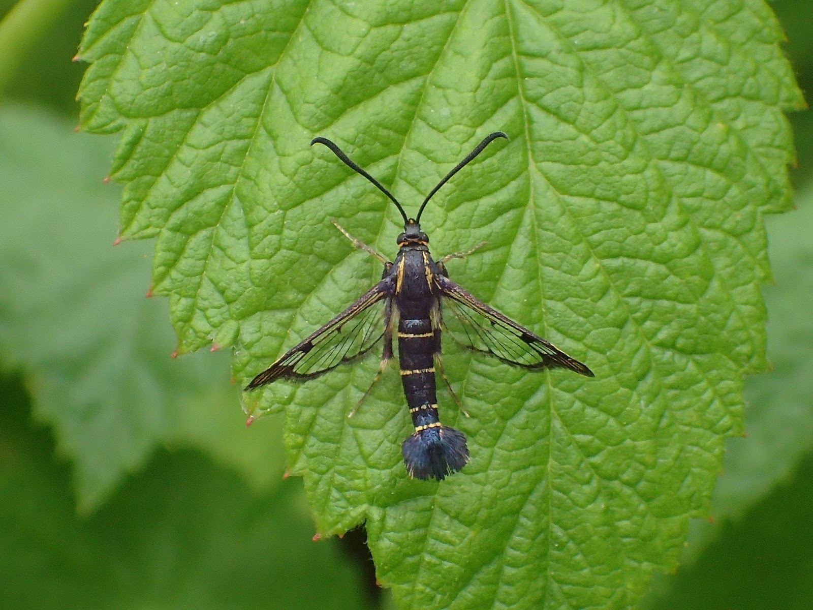 Birds and Beer: TARGET SPECIES: Currant Clearwing
