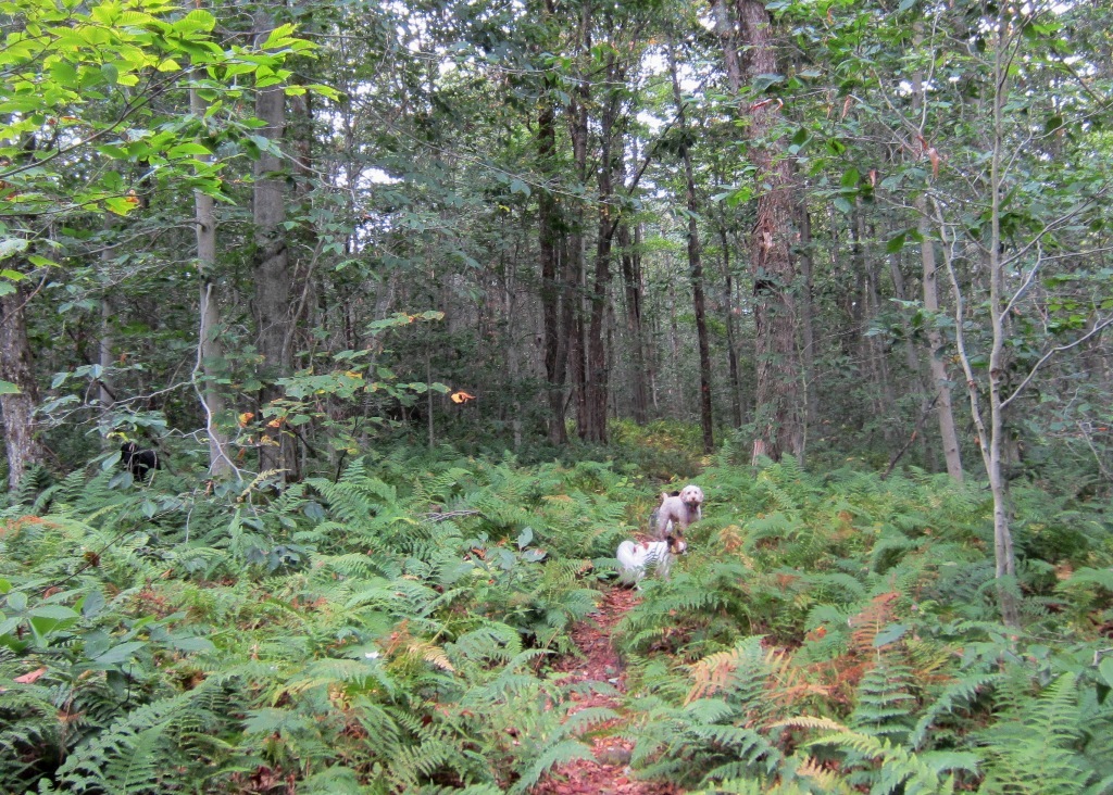 Windswept Adventure: Tooley Pond Mountain, Part 1