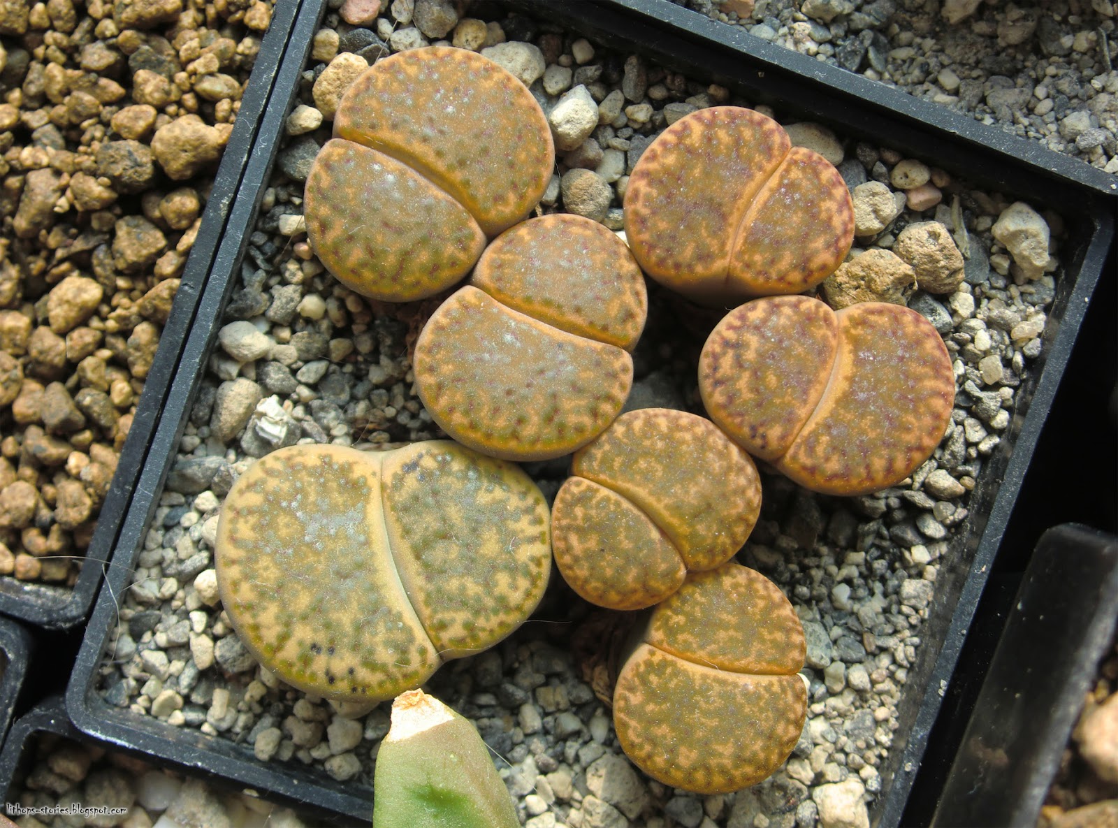 Lithops Stories: Lithops Cultivation Guide