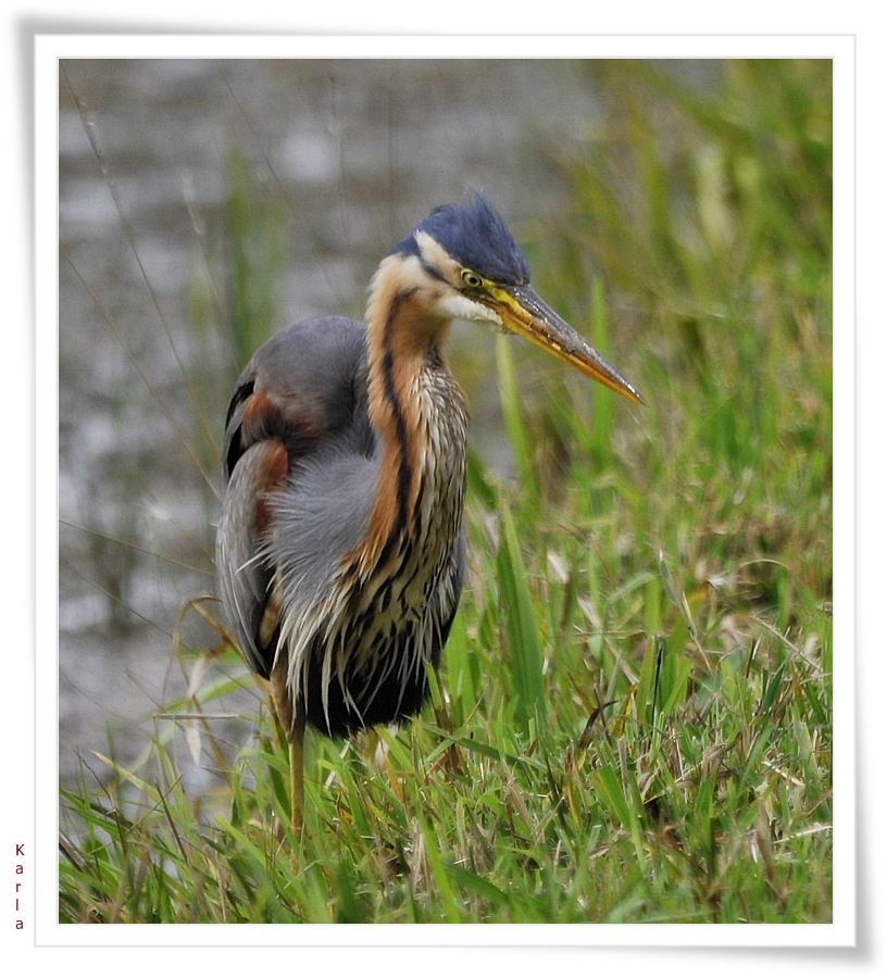 NATUURLIJK NEDERLAND: PURPER REIGER, POLDERS NEXT TOPMODEL