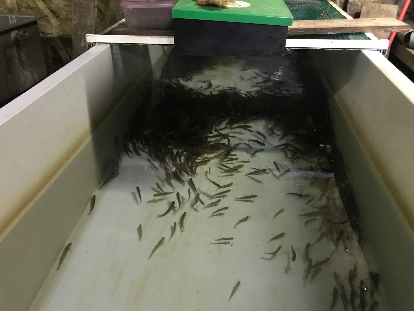 El Maravayu: Marcaje de alevines