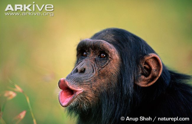 Let's Talk Primates: Chimpanzees understanding cooking and choose to do it