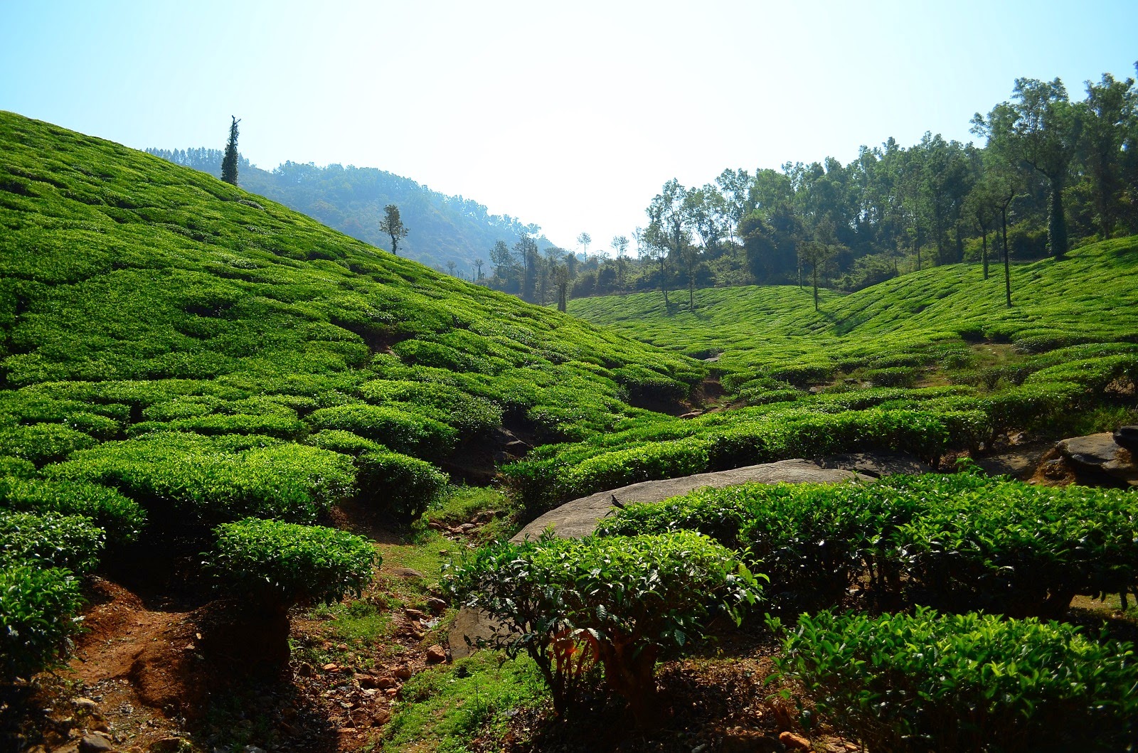 Sharath Hassan A Travelling Photographer: Samse Tea Estate near ...