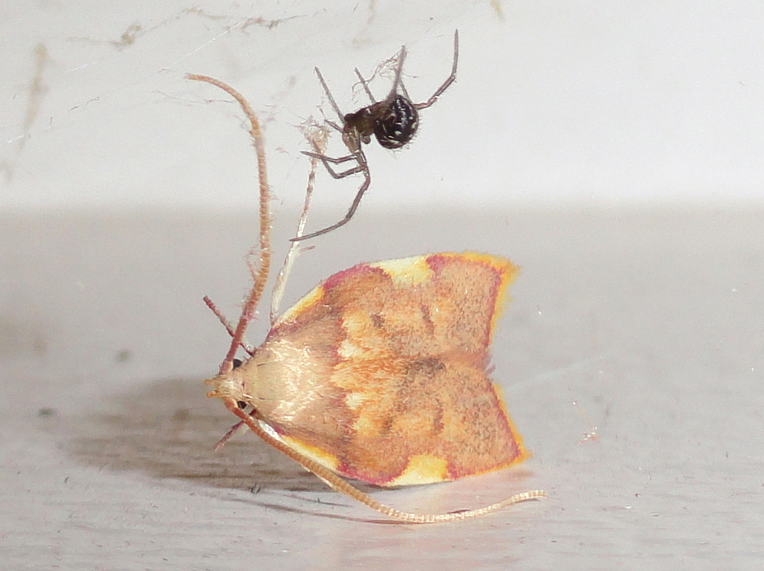 Wanderin' Weeta (With Waterfowl and Weeds): Beauty and the (tiny) beast