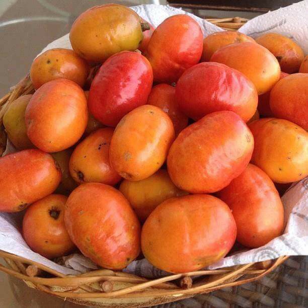 O sabor marcante da Siriguela - Coisas do Nordeste - O Nordeste por inteiro