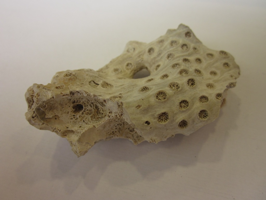 Dr.Pollack's Wonderfully Beneficial Geology Class!: Fossils - Phylum ...