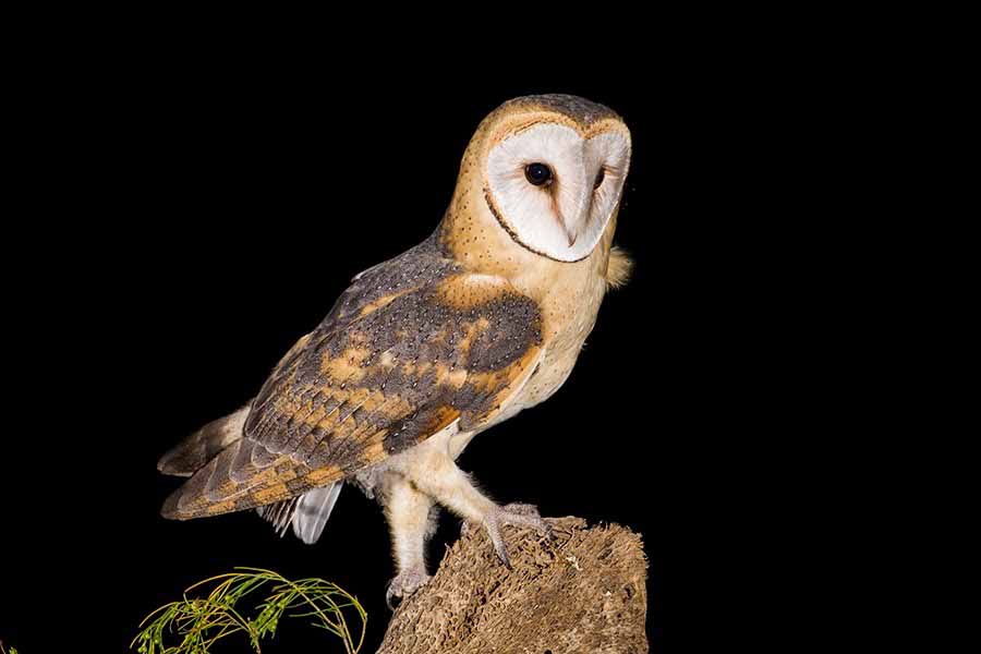 El Naturalista Novato: LECHUZAS Y BUHOS