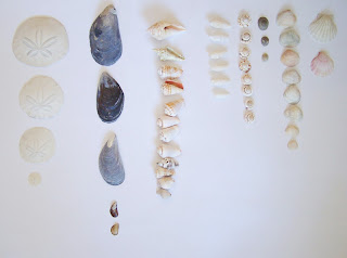 Creative Themes: Beach - sorting shells in artful ways