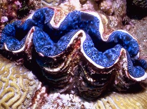 Giant Clam | Endangered Animals Facts, Wildlife Pictures And Videos
