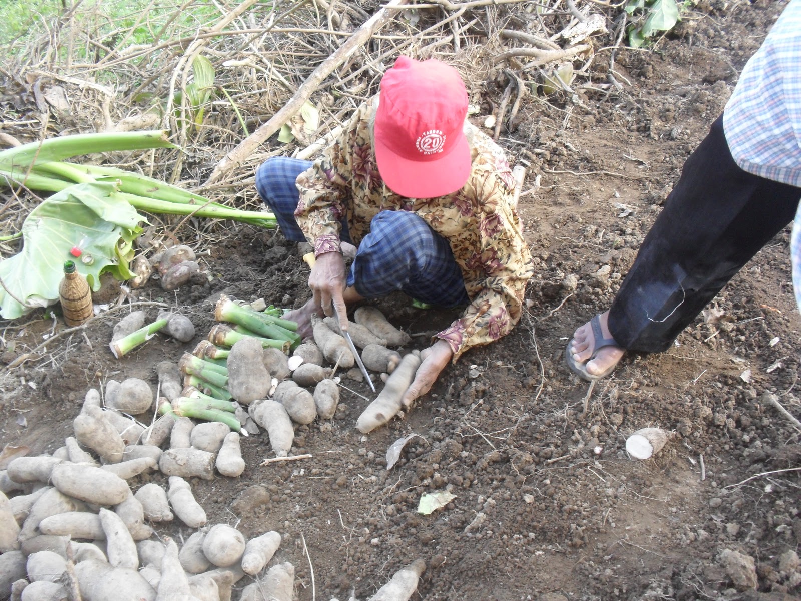 ivatan culture: ivatan farming activities