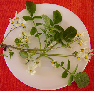 v e r d e c h a c o: Papa cimarrona / Papa silvestre / Batatilla de ...