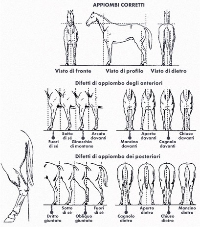 Silvia Roncaglia: Impariamo a conoscere il cavallo e tutte le sue parti