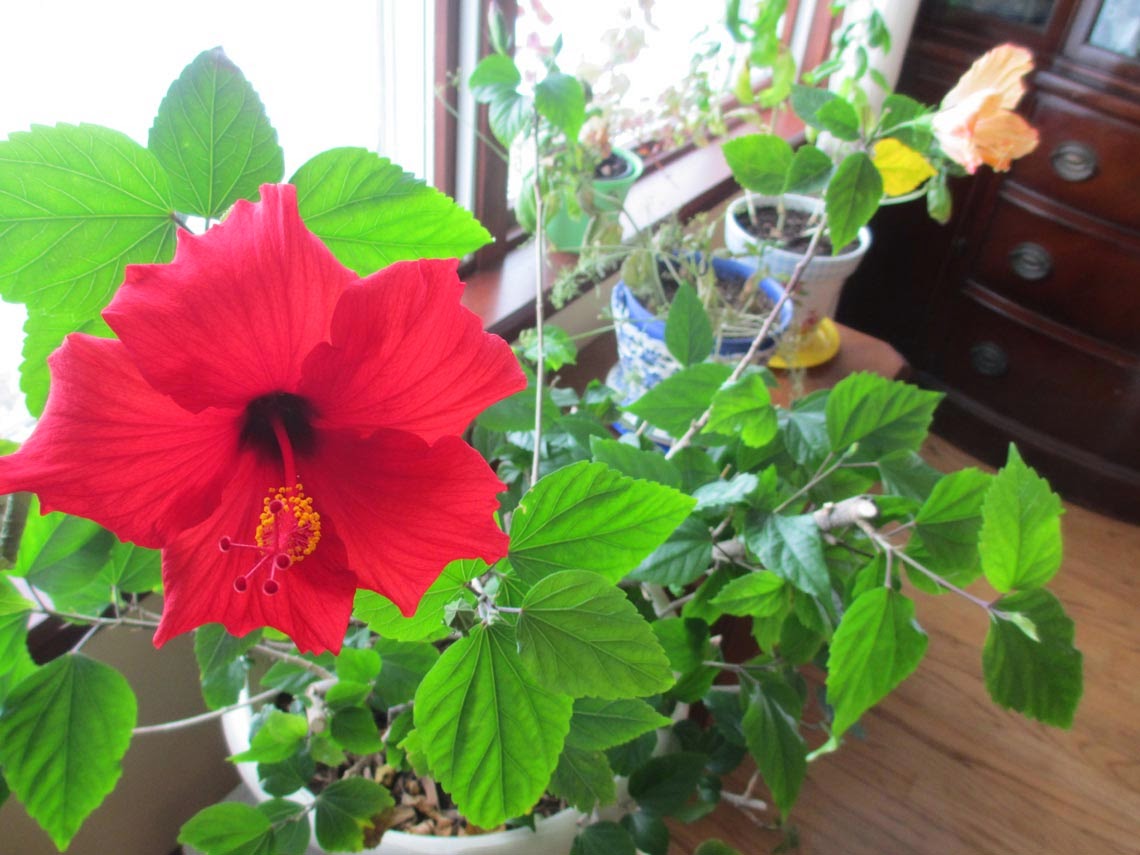 Garden Fancy: February 2014