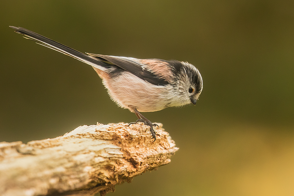 CAMBRIDGESHIRE BIRD CLUB GALLERY: Long-tailed Tit