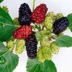 Natural treatment with Mulberry tree/Morus Indica/Morus alba/Murbei ...