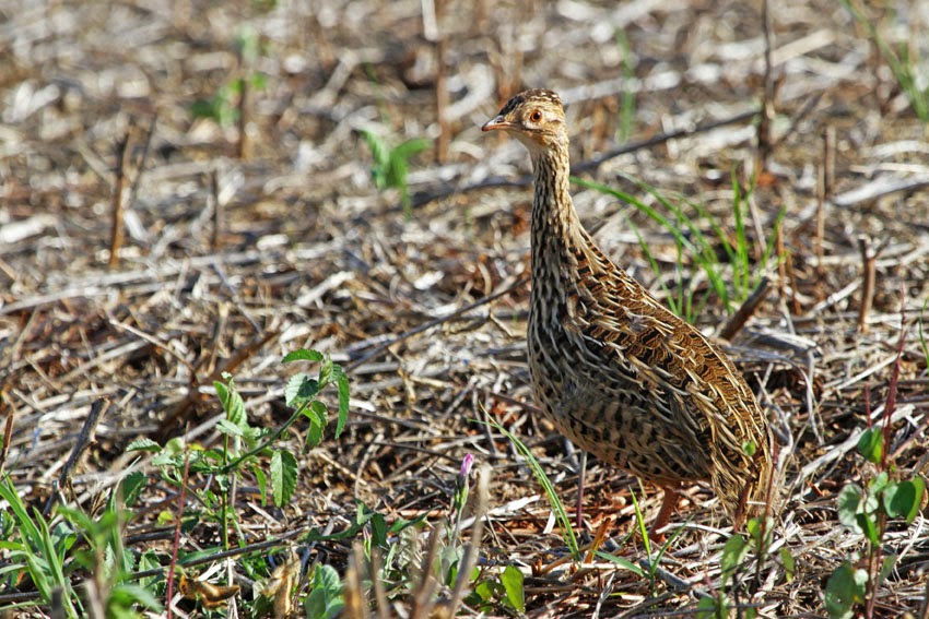 Projeto Ave Missões: Conhecendo os Tinamídeos da região Noroeste-RS